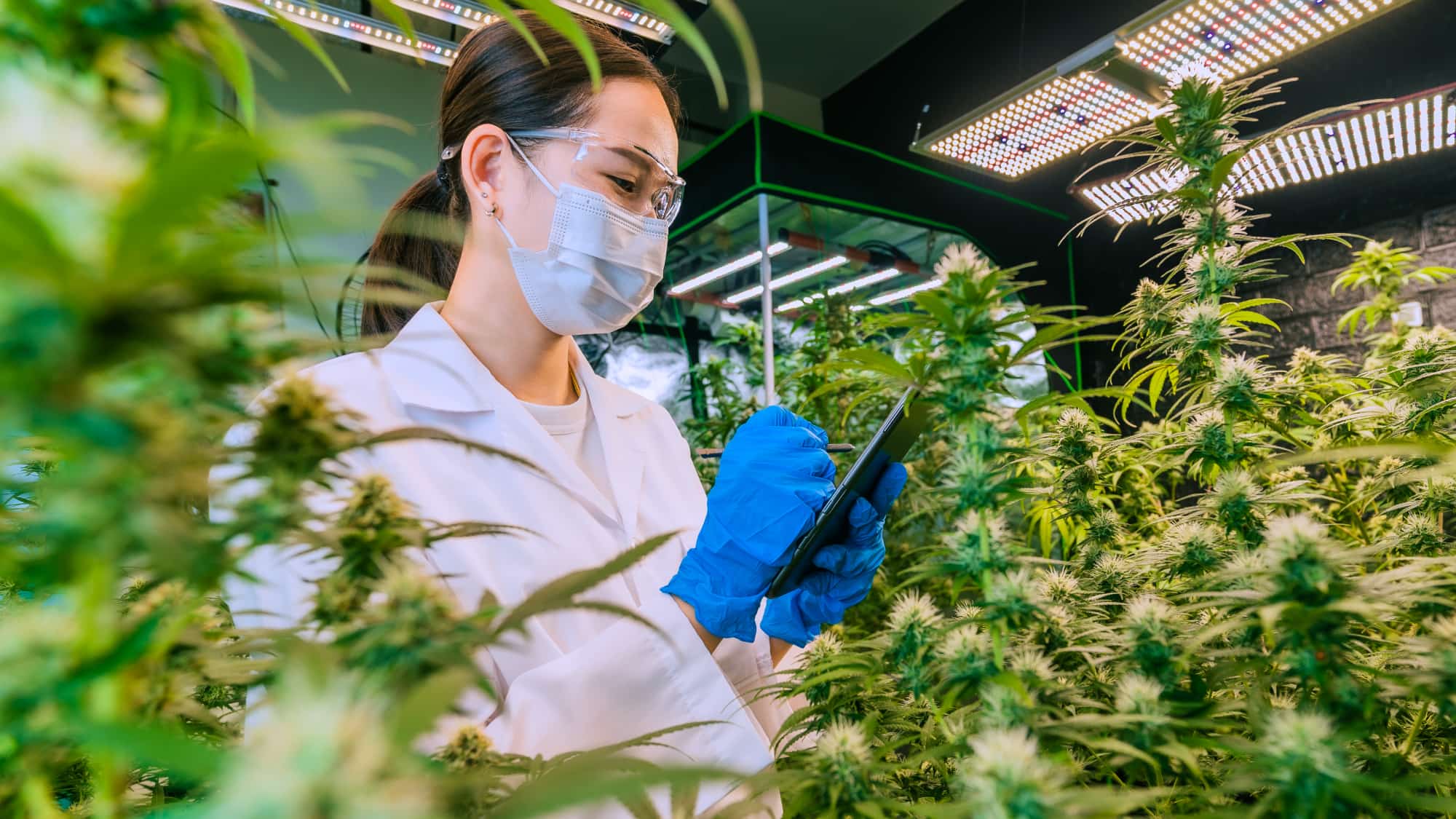 Medical Marijuana Rescheduling and Section 280E | Crowe LLP