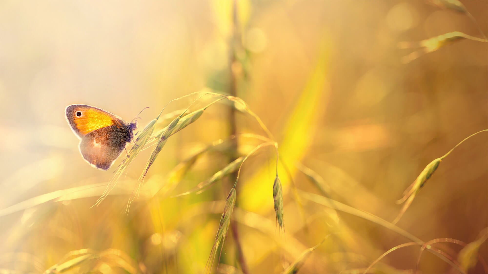 Maldives Budget Analysis 2026 | Crowe Maldives LLP